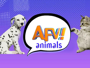 Watch AFV Animals - TV Series Free Online | Fawesome TV