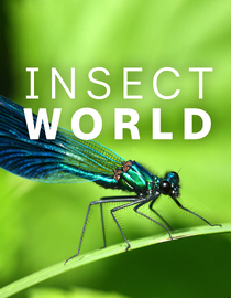 Watch Insect World Full Movie Free Online - Fawesome TV