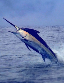 Watch S03 E01 - Majestic Marlin in the East Cape - Inside Sportfishing ...