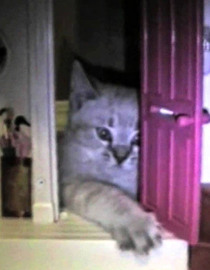 Watch Godzilla Kitty Attacks Dollhouse | Free TV Shows | Fawesome TV