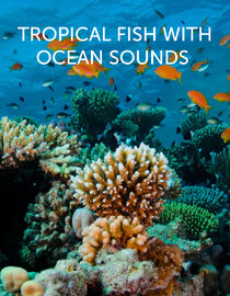 Watch S01 E05 - Tropical Fish With Ocean Sounds - Fish Tank | Free TV ...