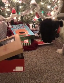 Watch Cats Love Boxes Funny Cat Compilation Free Tv Shows Fawesome Tv