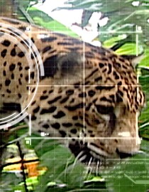Watch S02 E01 - Animal Athletes - Animal Science | Free TV Shows ...