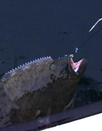 Watch S01 E16 - Cranking on 300 LB Halibut: Sitka Alaska, Part 3 ...
