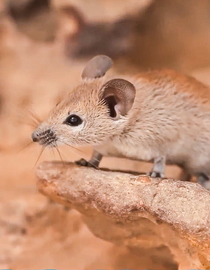 Watch S01 E12 - Weird Mammals You Won't Believe: Naked Mole-Rats ...