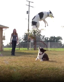 Watch Ultimate Frisbee Dogs - Funny Wins and Fails Compilation | Free ...