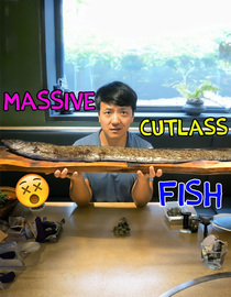 Watch S01 E04 - 134 MASSIVE Korean Hairtail Fish: 8 Course Tasting Menu ...